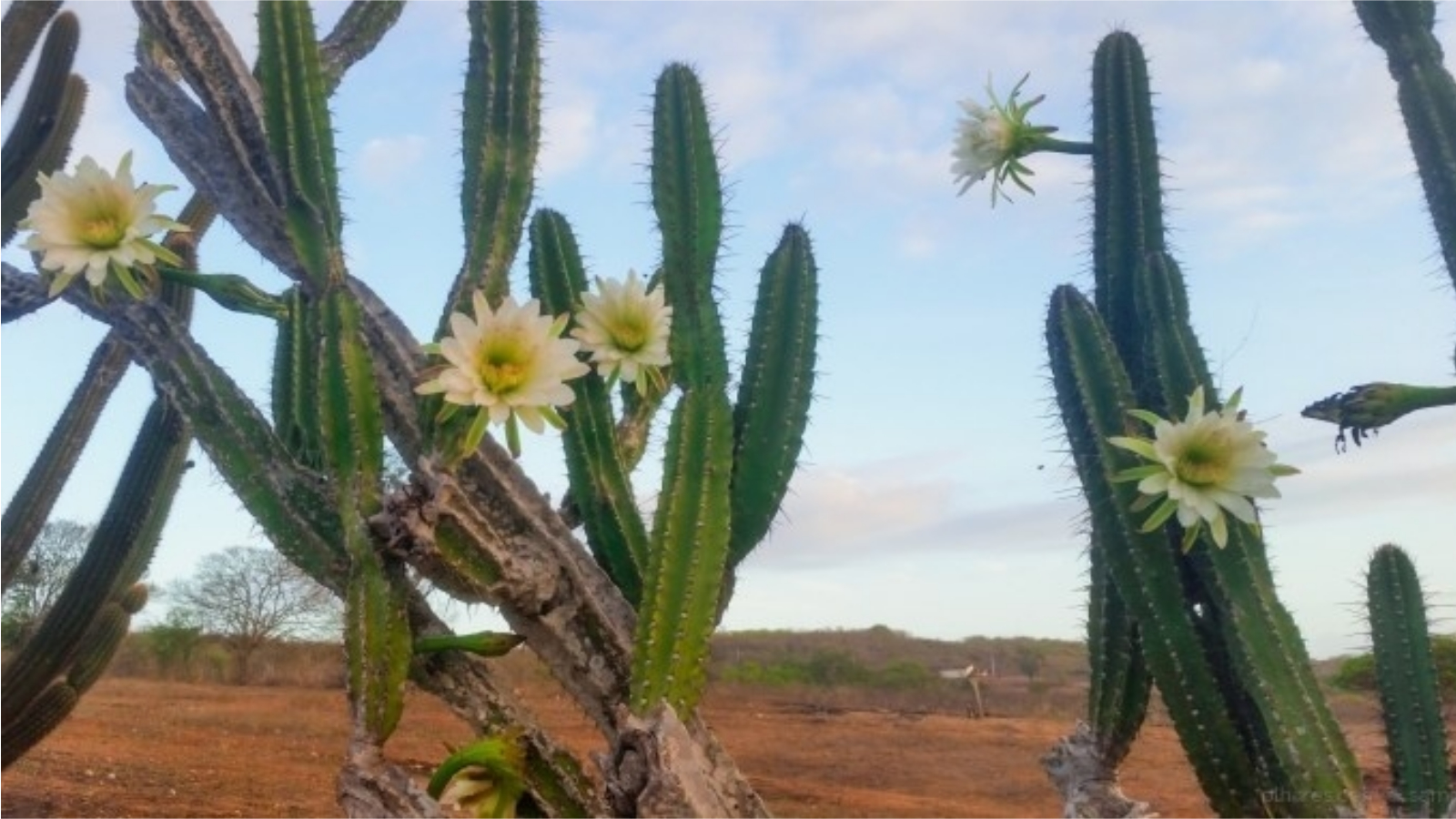 Embrapa cria bioproduto capaz de aumentar resistência vegetal à seca ...